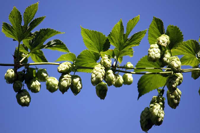 Celebrating Hops: Two Sweet Treats