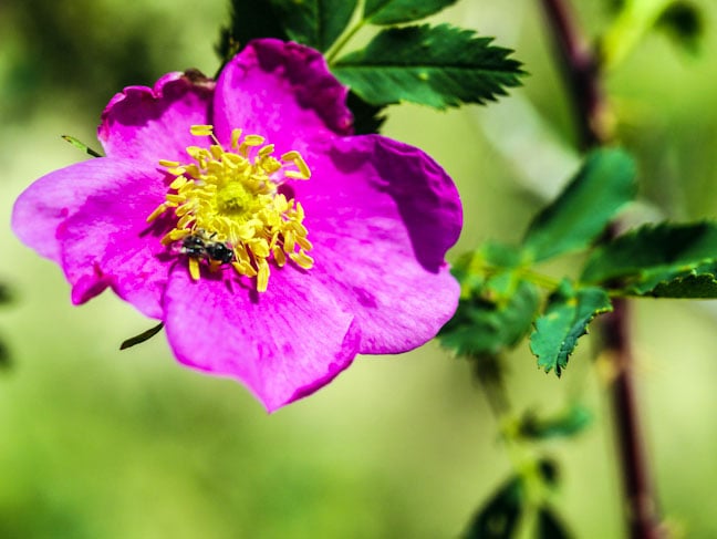 Wild Rose Conserve & Saving the Sweetness of Spring