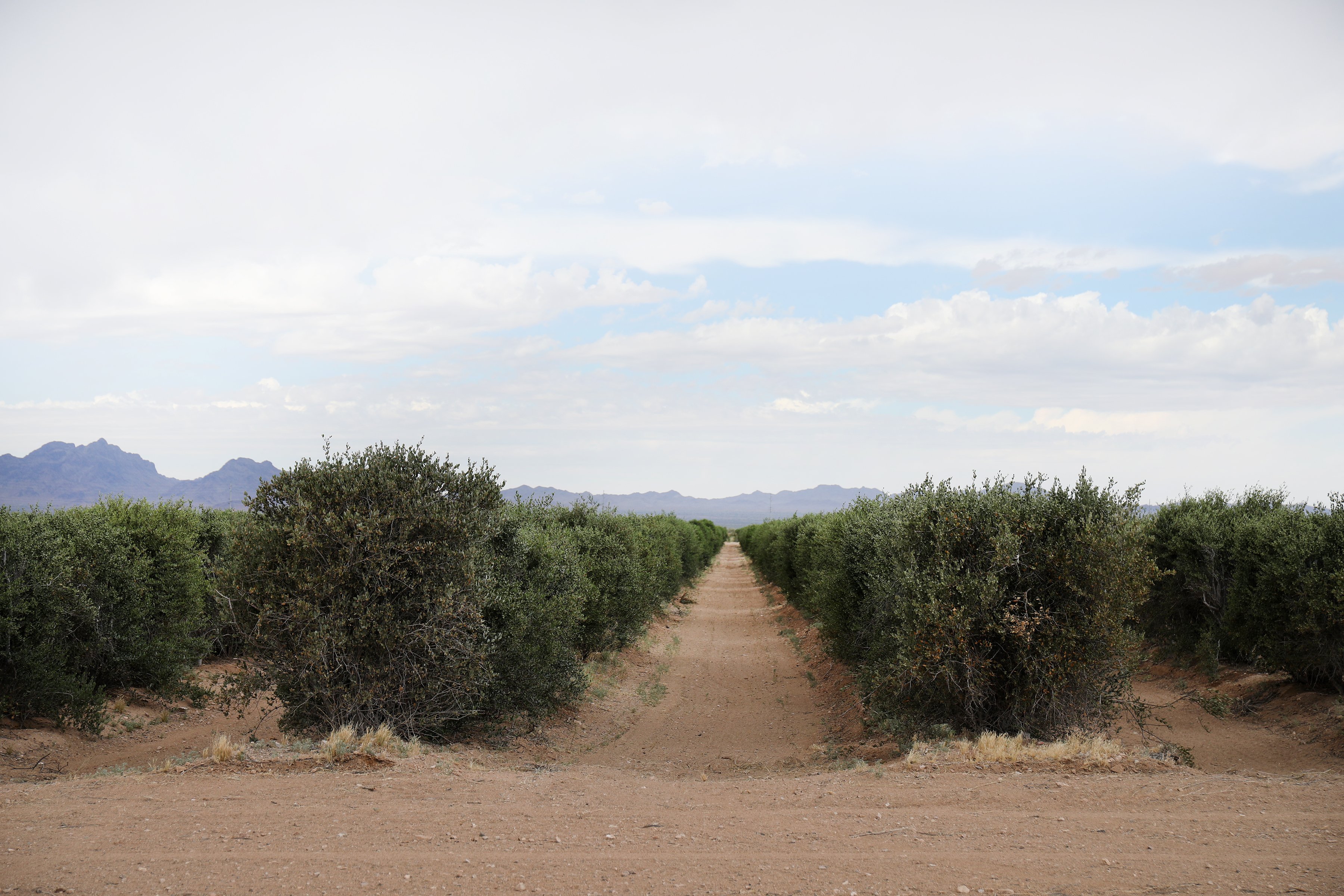 Meet Our Jojoba Farmers in Arizona's Sonoran Desert