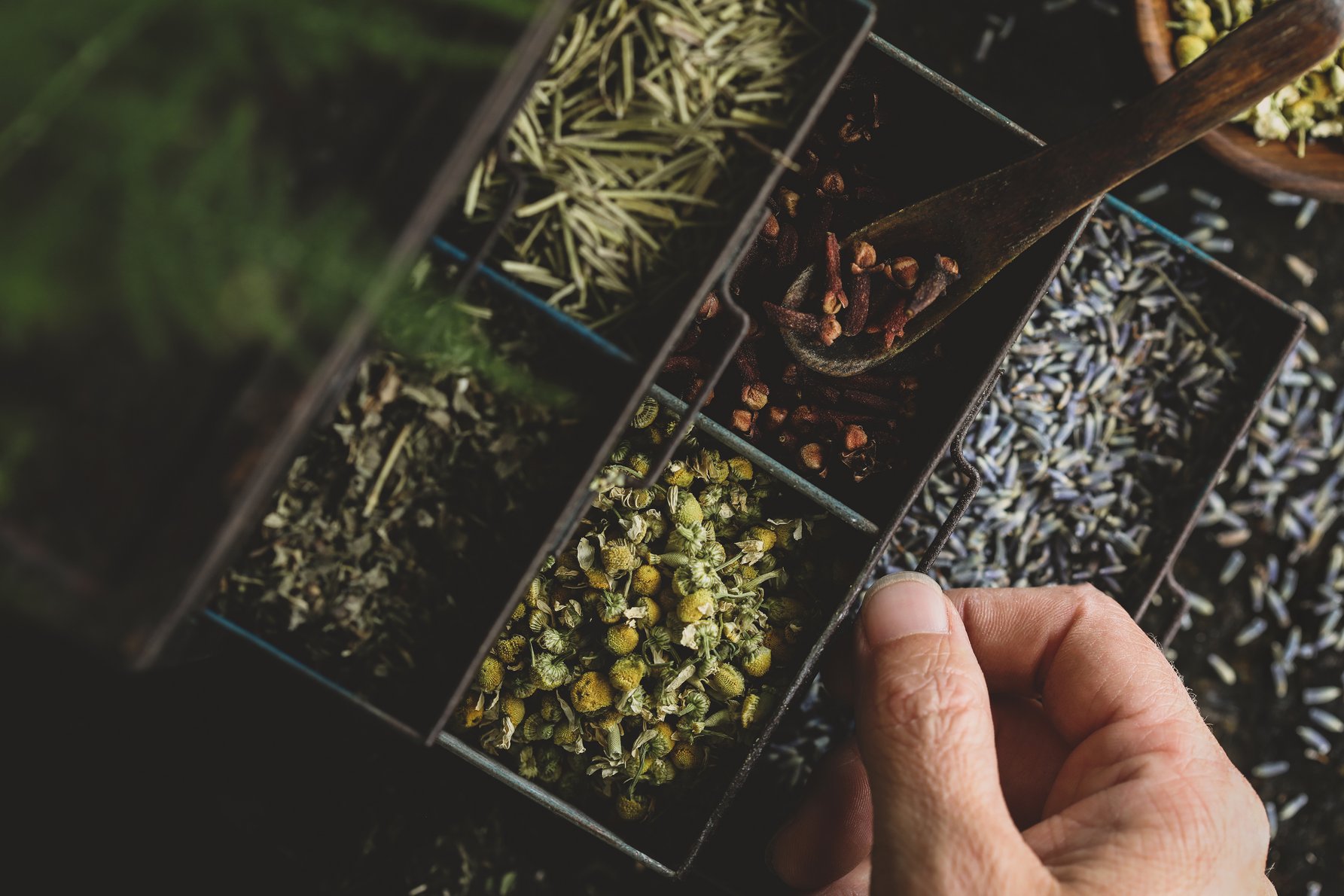 Understanding Herbal Actions and How They Support the Microbiome