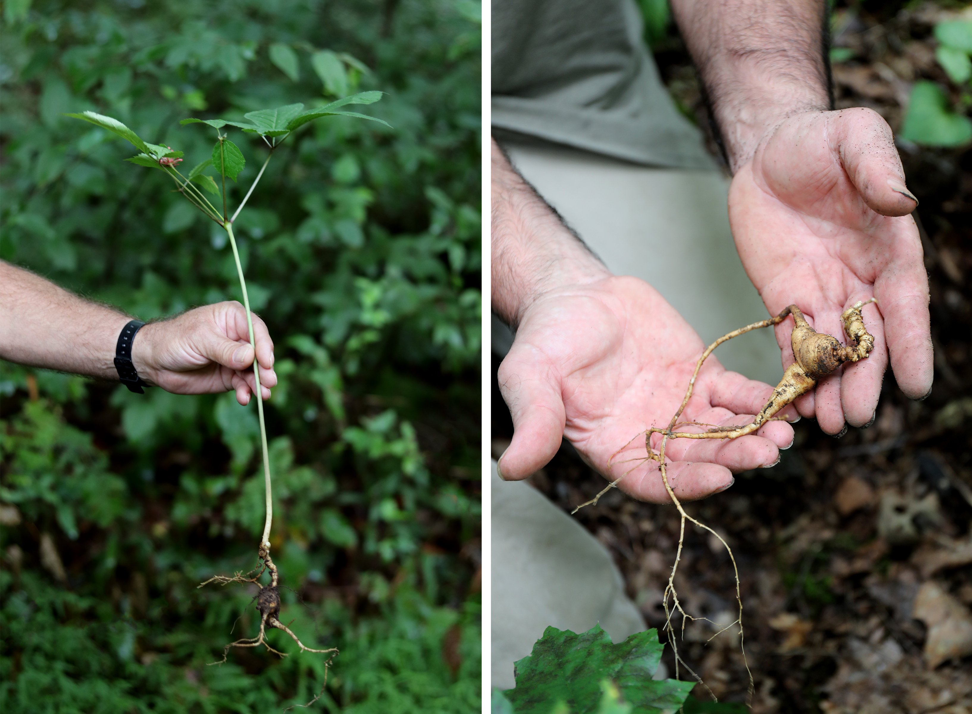 A Forest Grown Future for Pennsylvania’s Precious Ginseng