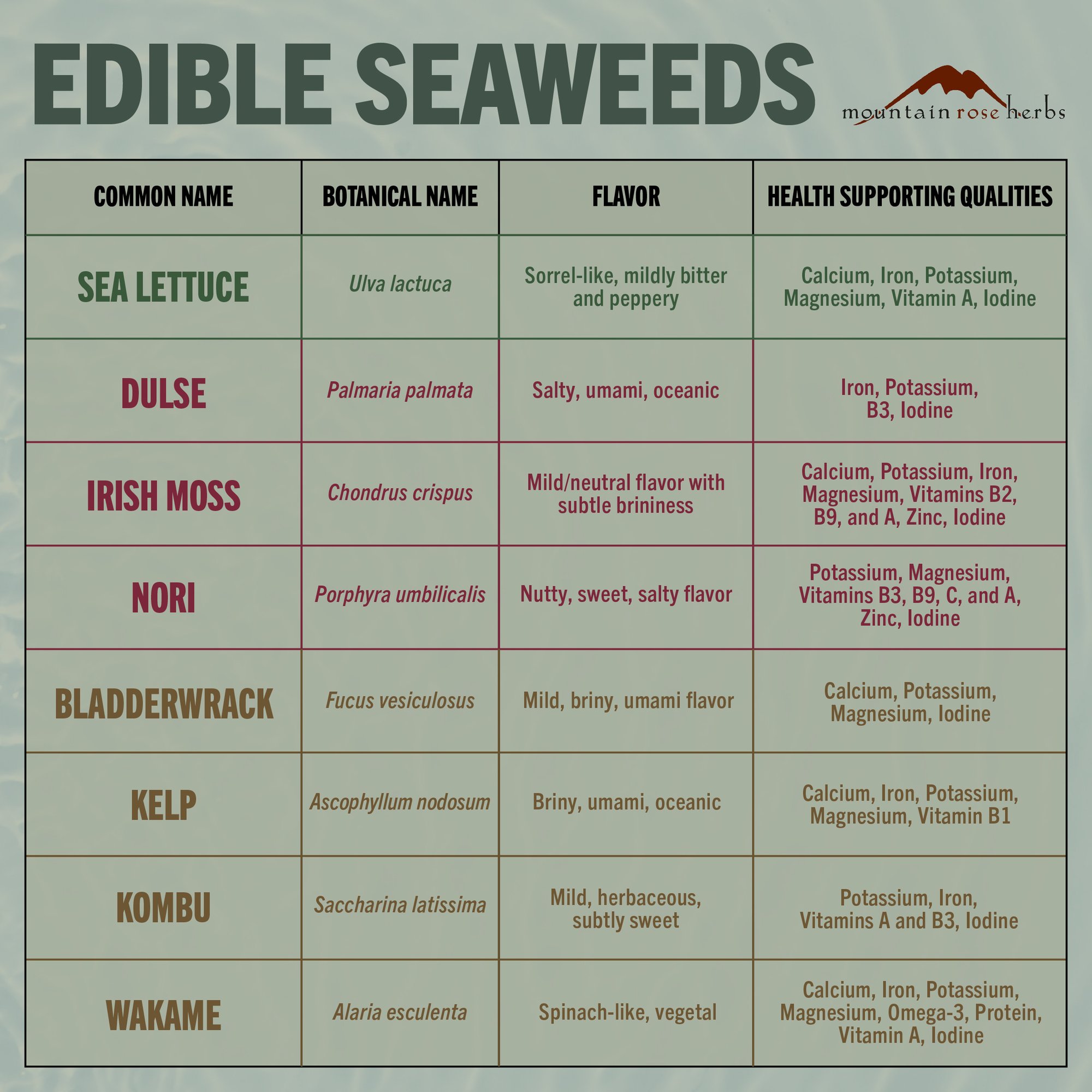 Guide to Seaweed: How to Choose Which Seaweed is Best