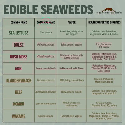 Guide to Seaweed: How to Choose Which Seaweed is Best