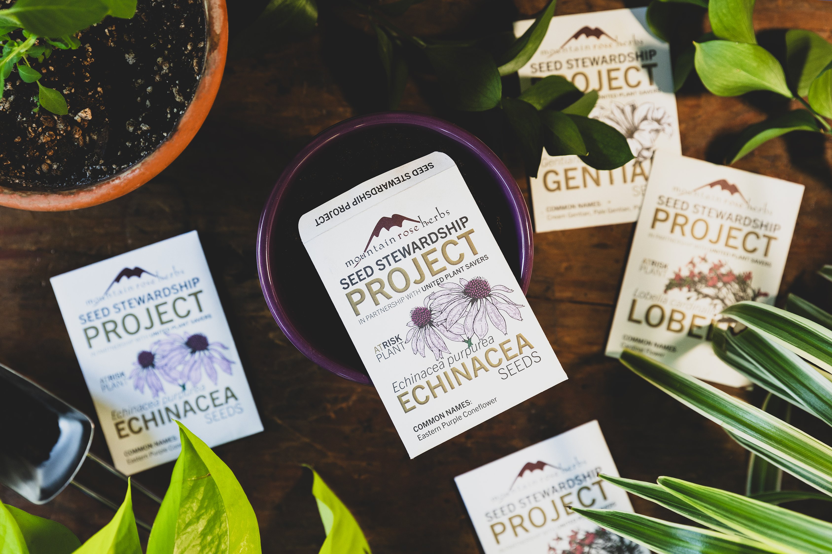 Seed Stewardship Project: How You Can Help At-Risk Plants