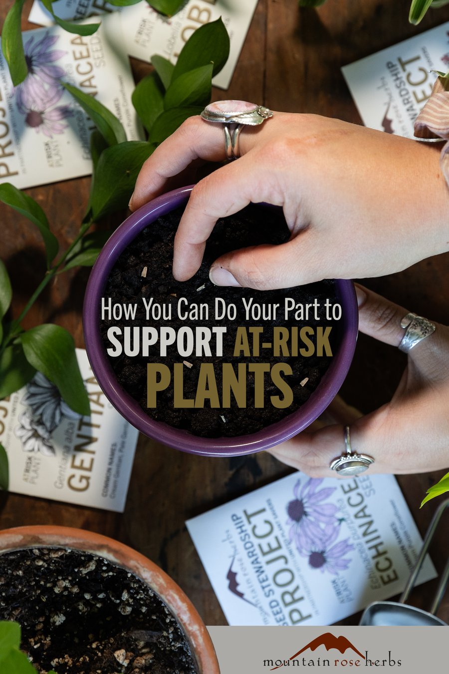 Seed Stewardship Project: How You Can Help At-Risk Plants
