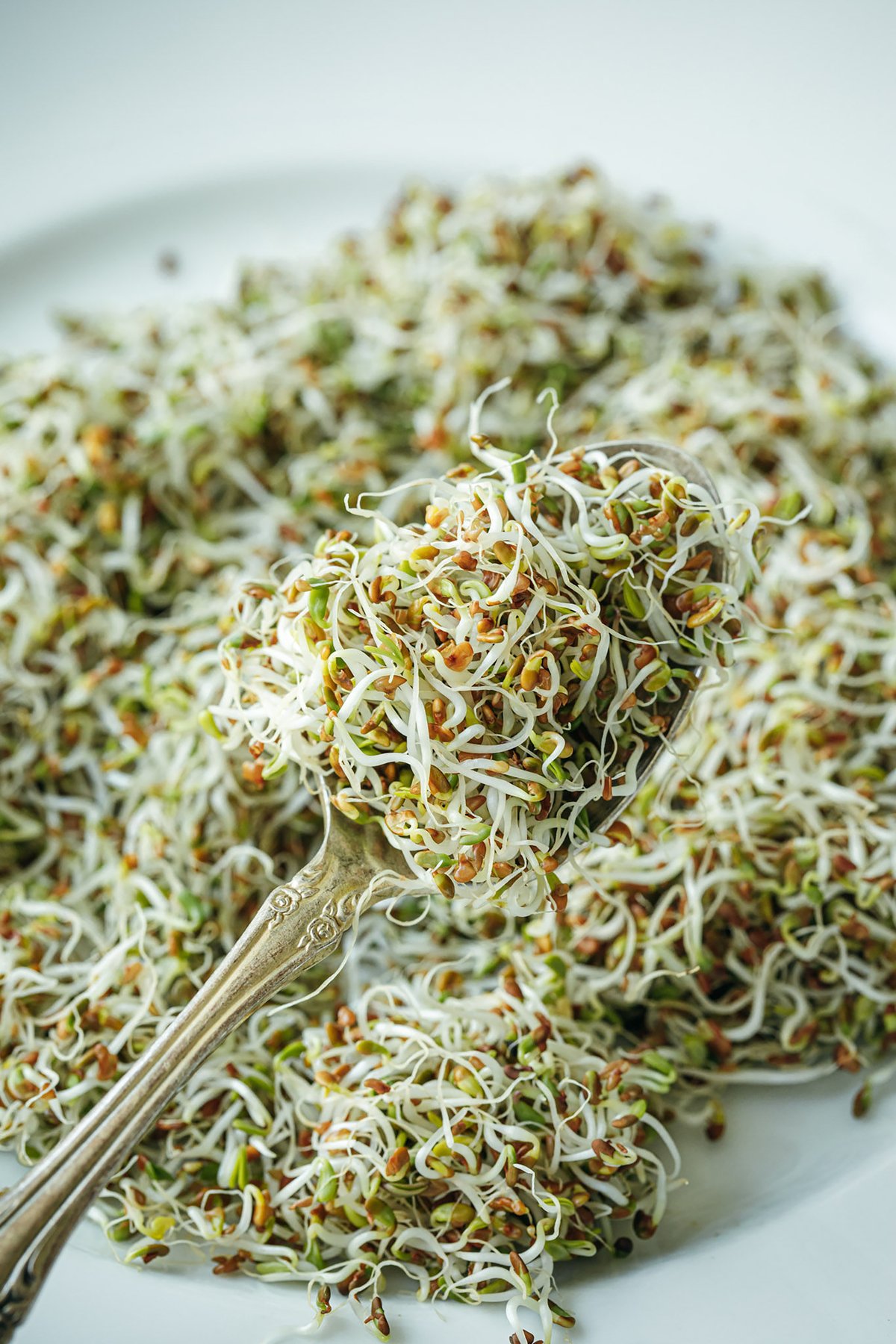 How to Grow Your Own Sprouts