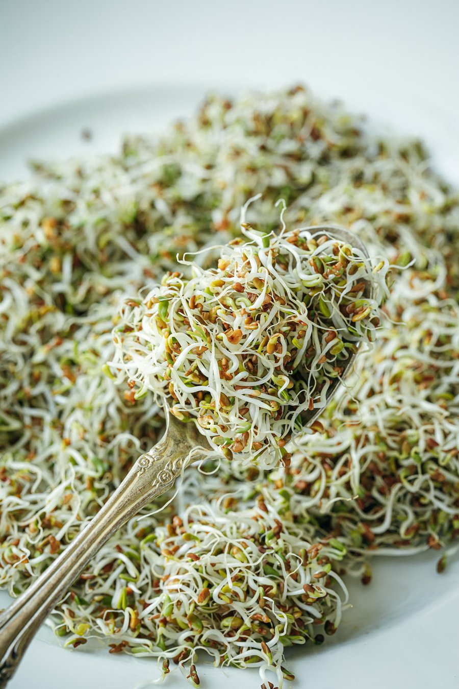 How to Grow Your Own Sprouts