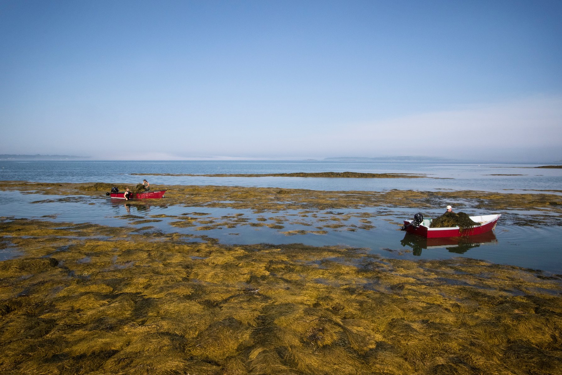 Harvesting Seaweeds off the Coast of the Atlantic